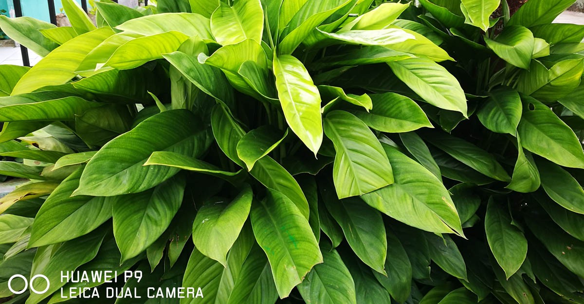 Cara Menambahkan Watermark Foto dengan Cepat dan Mudah di Huawei P9 ...