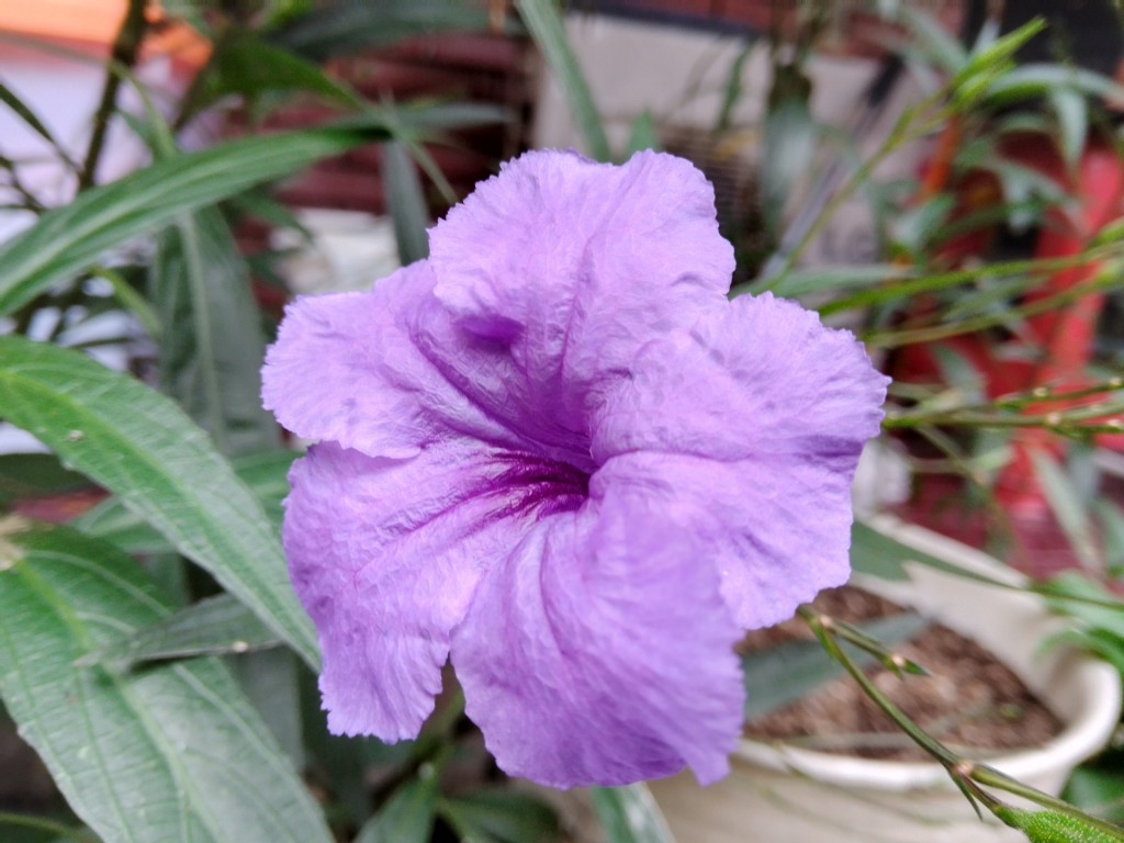 Review Nokia C31 – Cuma Rp1 Jutaan, Daya Tahan Baterainya Lama