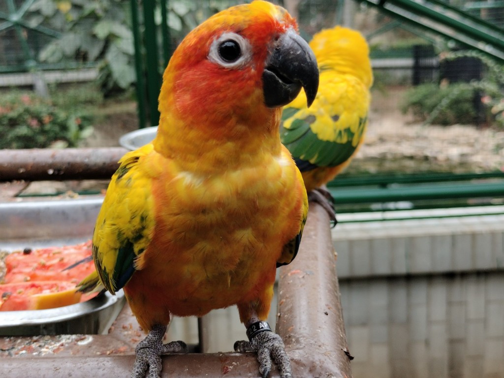 Review OPPO A98 5G, Ini Kelebihan dan Kekurangan